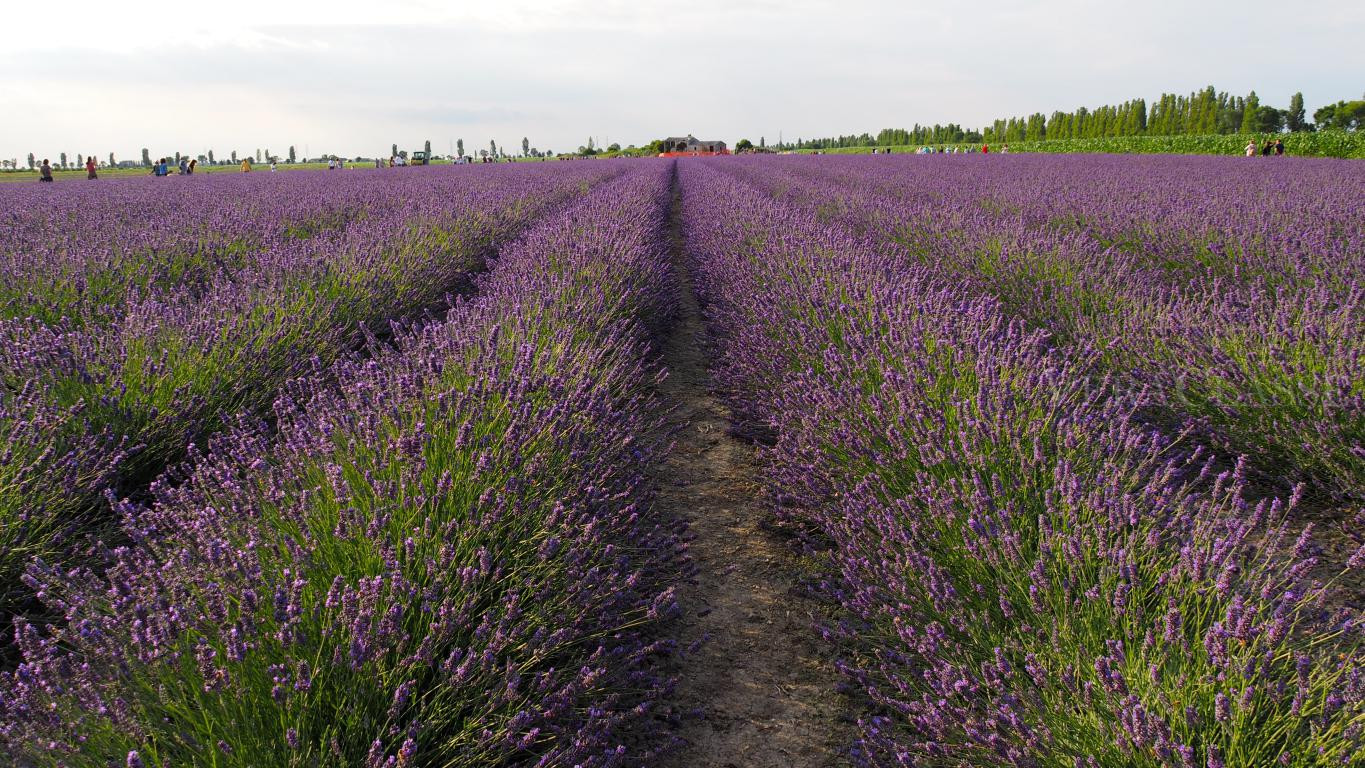 Dove vedere i campi di lavanda in Italia: luoghi, fioritura e itinerari