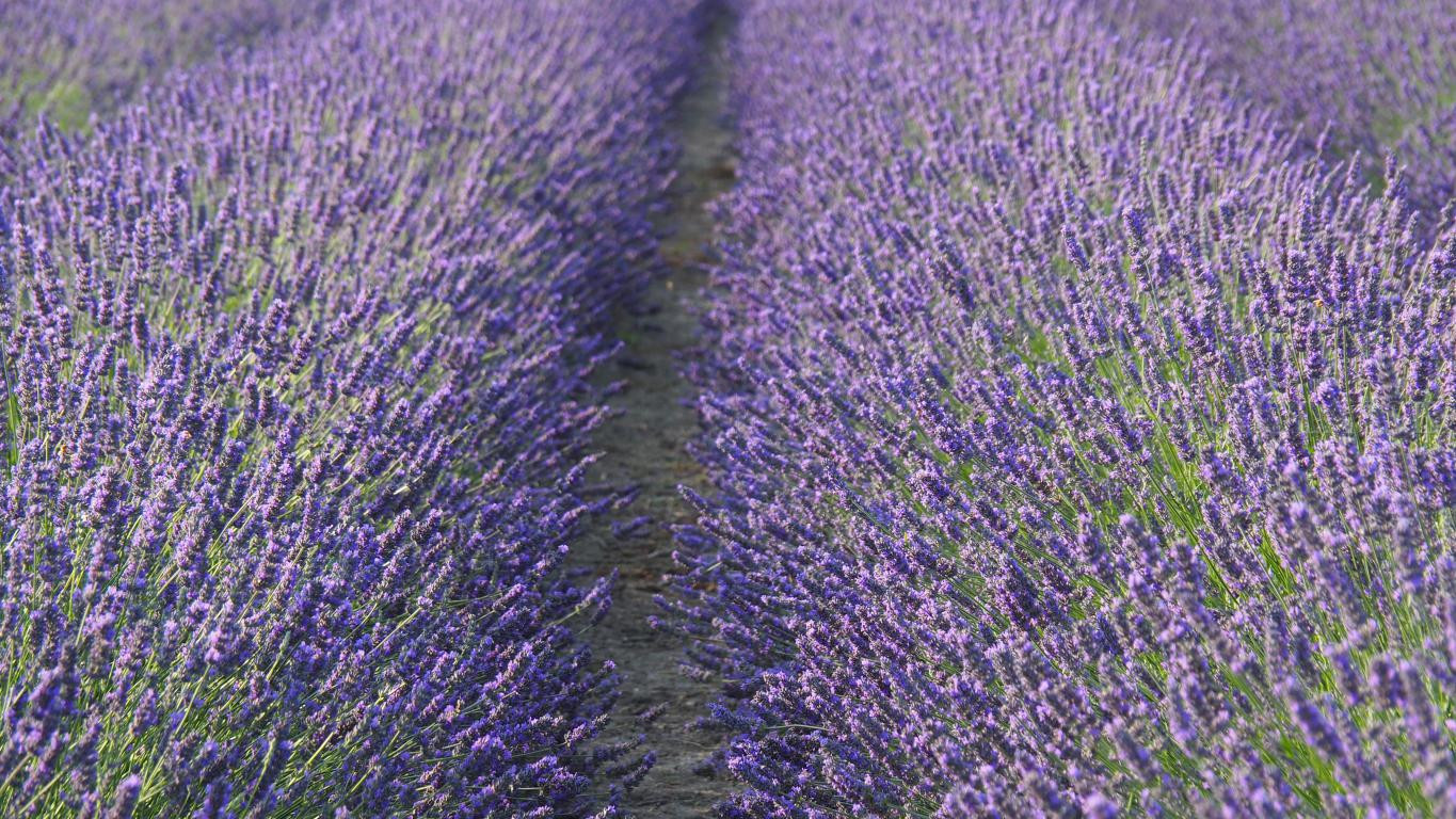 Dove vedere i campi di lavanda in Italia: luoghi, fioritura e itinerari