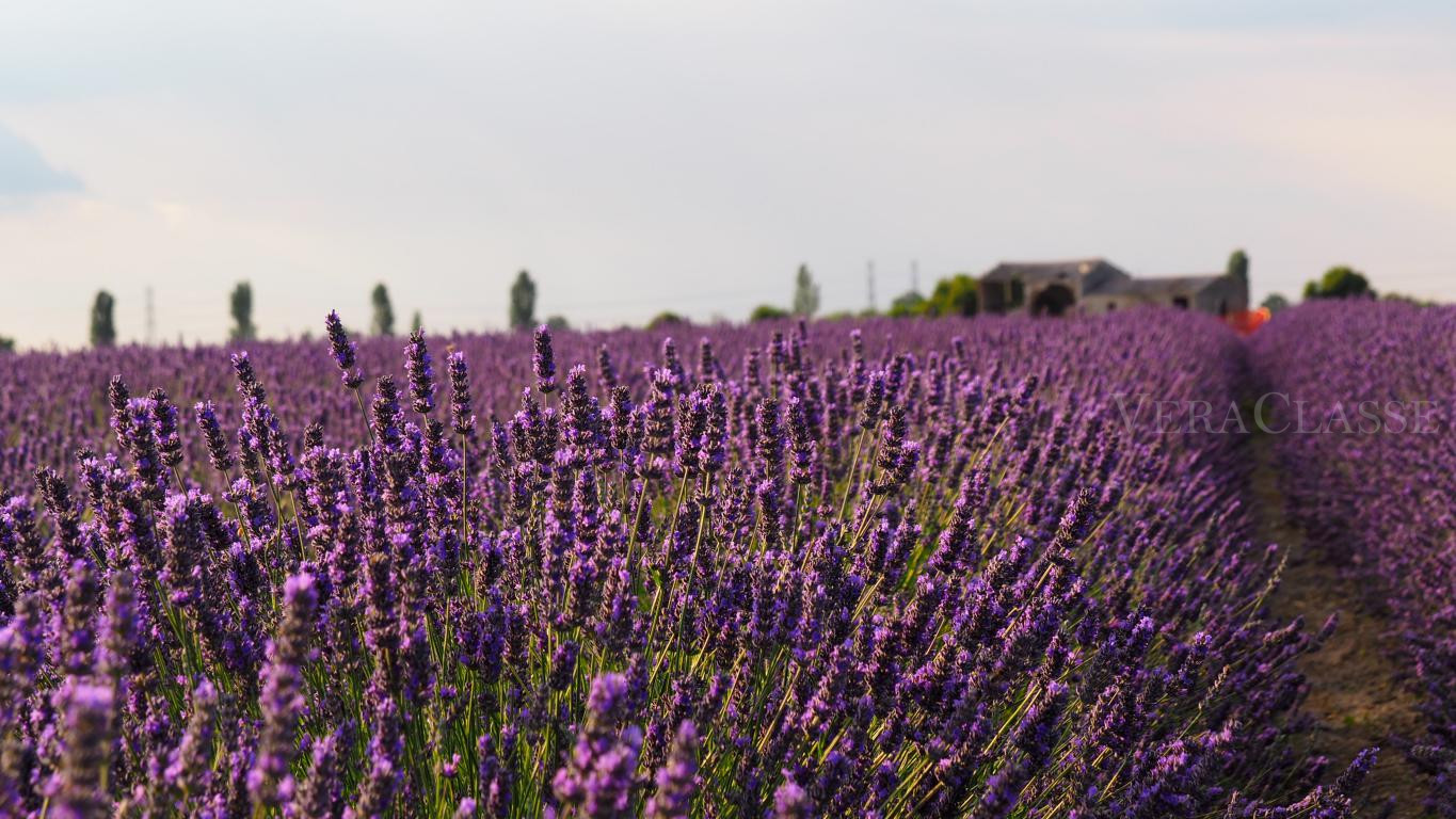 Dove vedere i campi di lavanda in Italia: luoghi, fioritura e itinerari