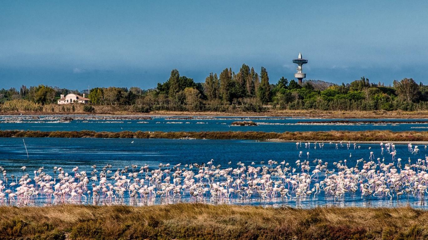 Vacanze all'isola di Albarella: natura, mare e relax