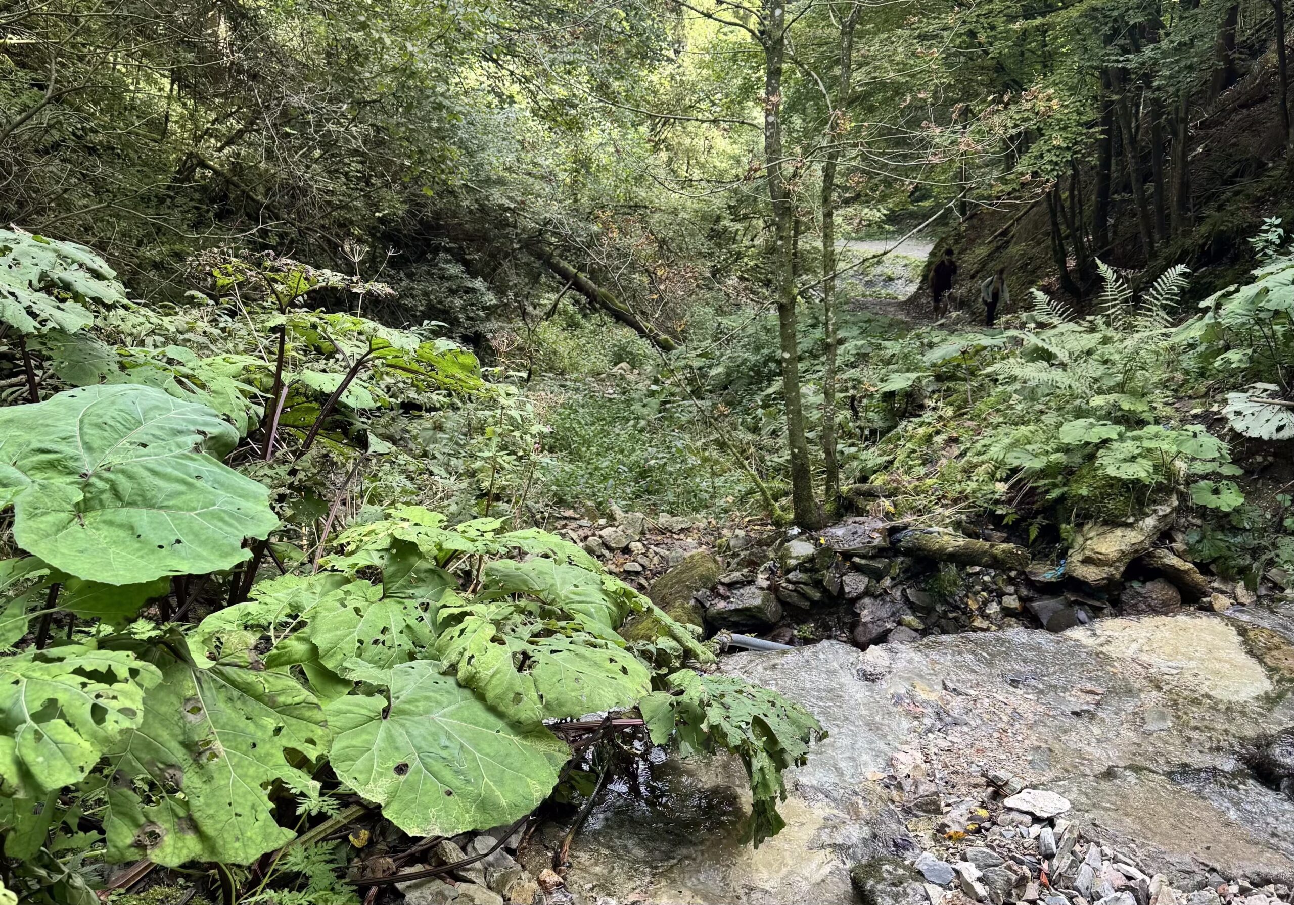 Valle dei Mulini di Gallio: escursione tra storia e natura sull ...